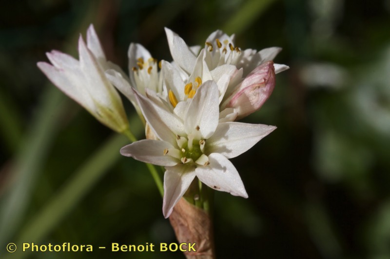 Photo n°bb104343.jpg