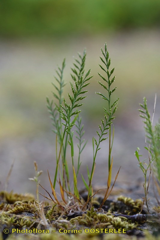 Photo n°co001720.jpg