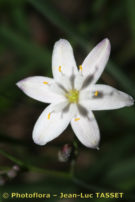 Photo n°jlt022927.jpg