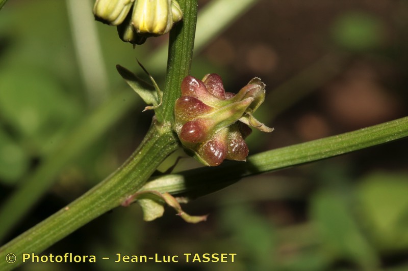 Photo n°jlt040718.jpg