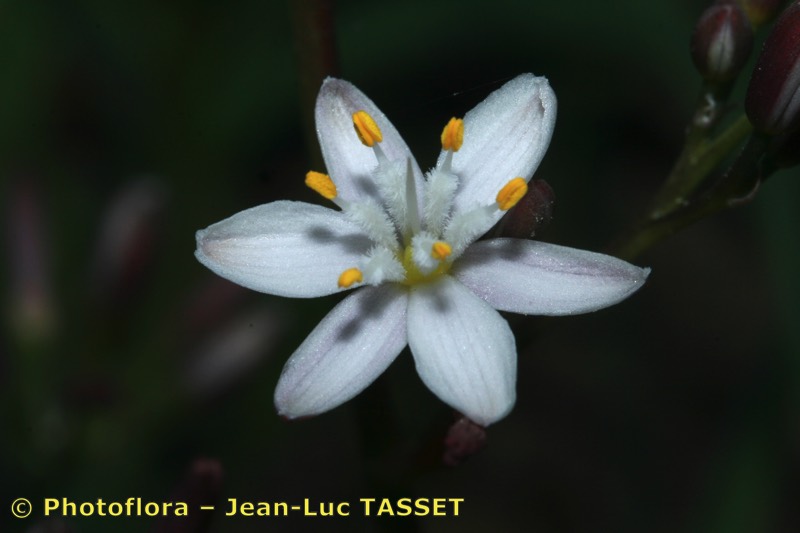 Photo n°jlt047286.jpg