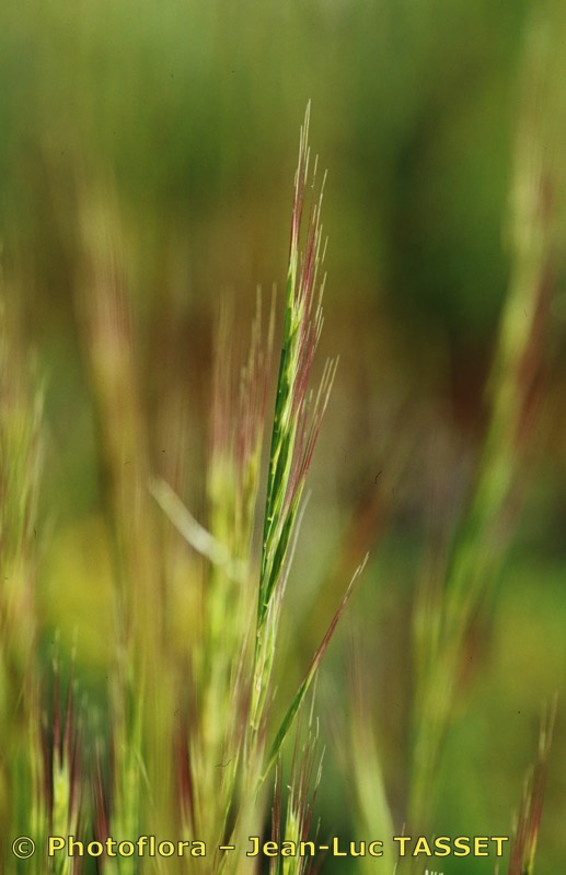 Photo n°jlt113464.jpg